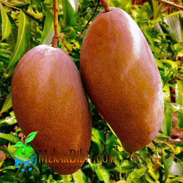 Jual Bibit Buah Mangga Red Ivory - Jual Bibit Tanaman Buah Termurah ...