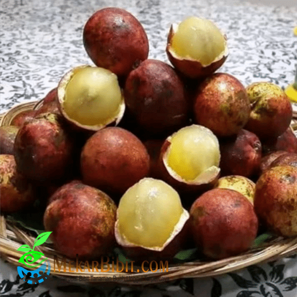 Jual Bibit Buah Matoa - Mekar Bibit