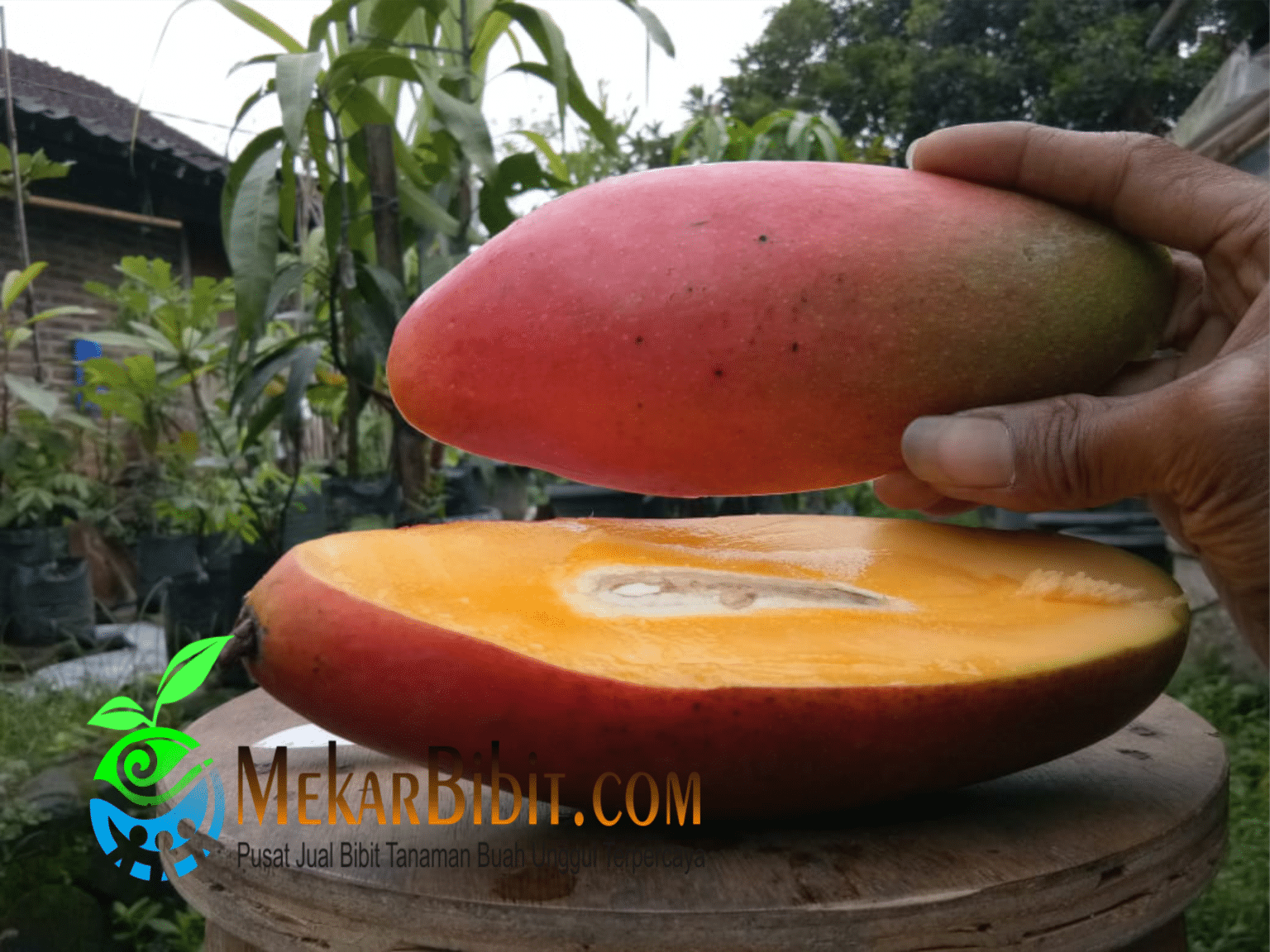 Jual Bibit Buah Mangga Red Ivory - Jual Bibit Tanaman Buah Termurah ...