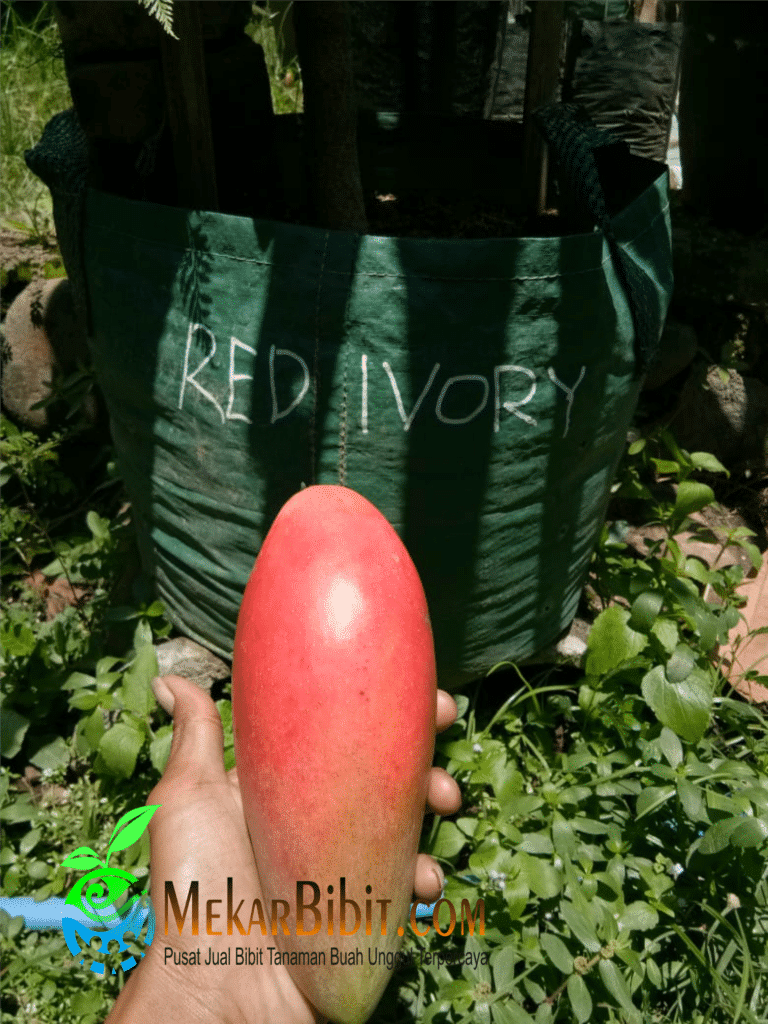 Bibit Buah Mangga Red Ivory - Mekar Bibit