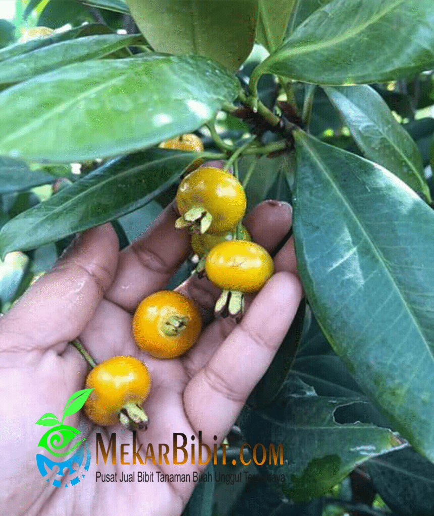 Bibit Yellow Pitomba/Grumichama Kuning - Mekar Bibit